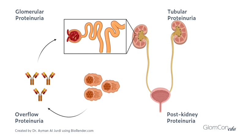 Proteinuria and Hematuria – GlomCon (pubs)
