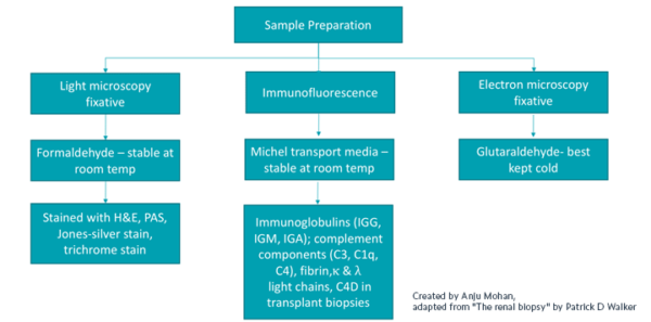 Kidney Biopsy – Brief Report – GlomCon (pubs)