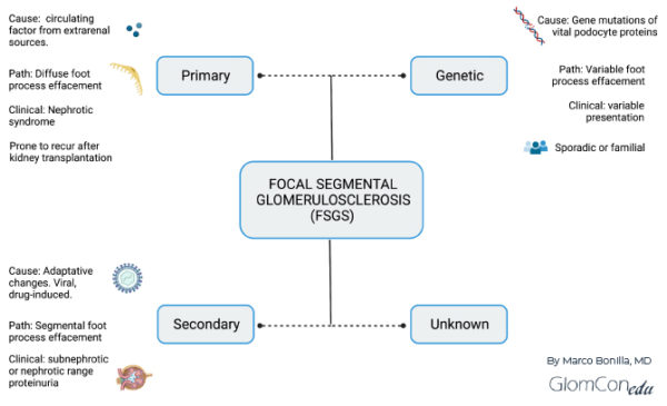 Genetic Fsgs Glomcon Pubs