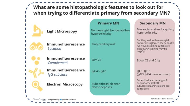 The Pathobiology of Membranous Nephropathy: A histologic pattern of ...