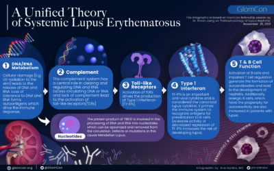 Lupus Nephritis Pathophysiology and Histopathology Infographics ...