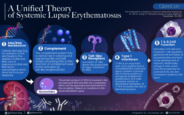 Lupus Nephritis Pathophysiology and Histopathology Infographics ...