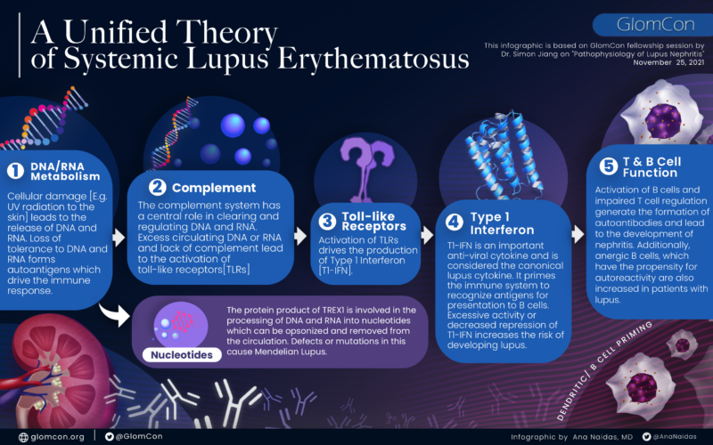 Lupus Nephritis Pathophysiology and Histopathology Infographics ...