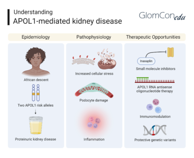 Understanding APOL1-Mediated Kidney Disease: A Deep Dive into ...