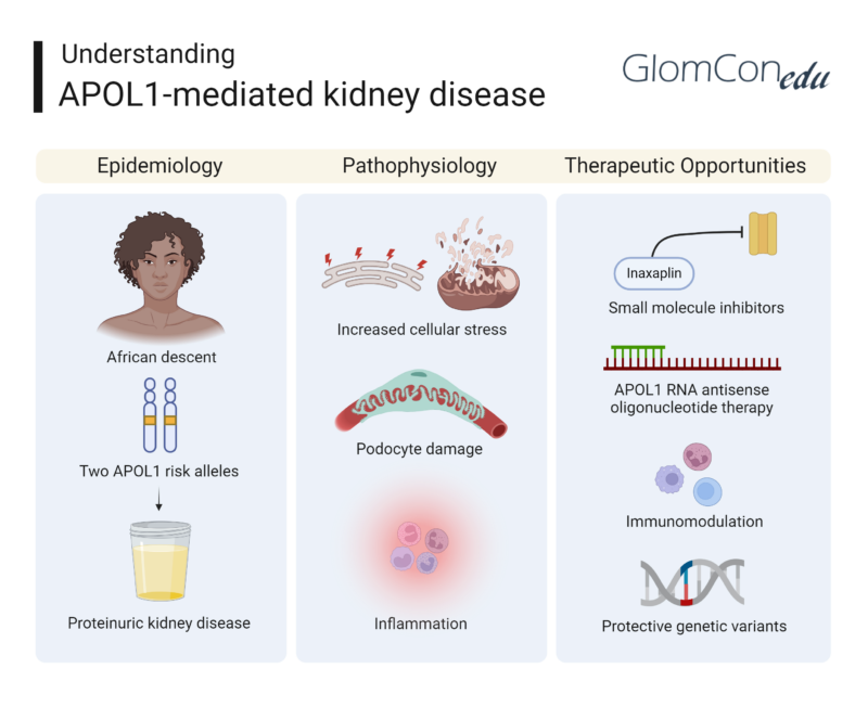 Understanding APOL1-Mediated Kidney Disease: A Deep Dive into ...